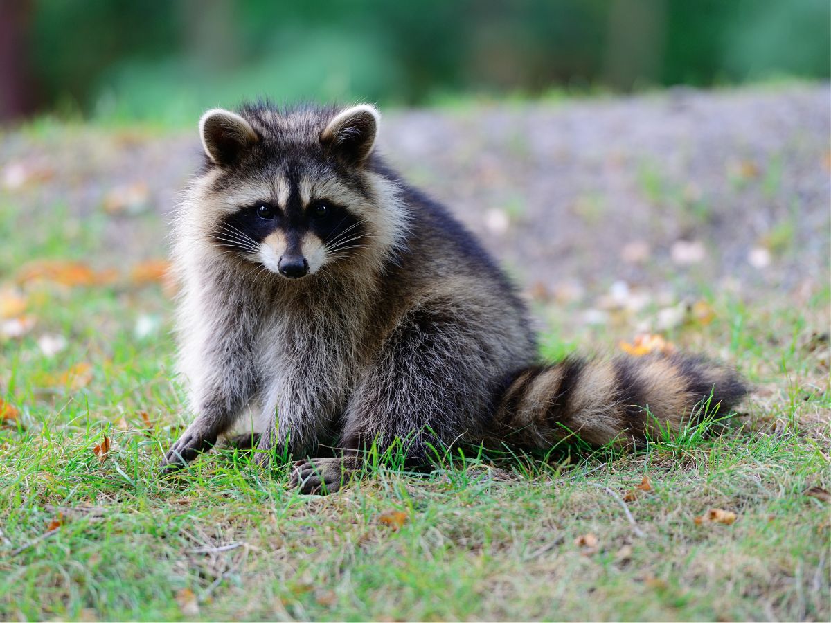 Procione domestico, è legale averne uno in casa?